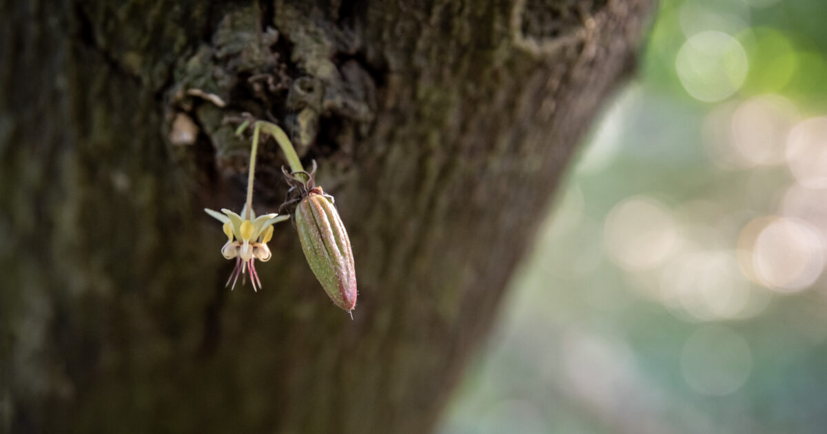 Felchlin Cacao Selection | Felchlin Switzerland (EN)